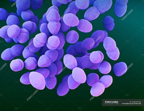 Digital 3d Illustration Of Enterococci Bacteria Type Diplococci