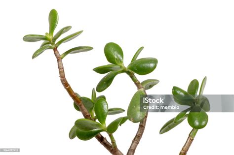 Crassula Ovata 다 육 식물 0명에 대한 스톡 사진 및 기타 이미지 0명 관목 꽃 식물 Istock