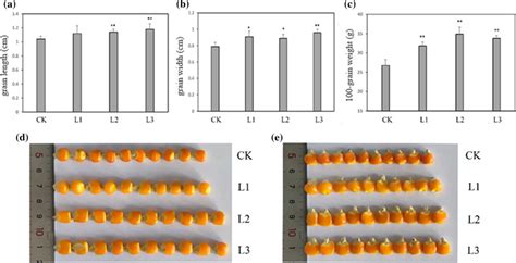 Grain Morphology Of Zmsus1 Transgenic Lines A Average Grain Length B
