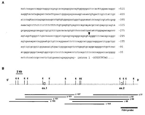 A Sequence Of The Genomic Region Containing The First Exon And Part Download Scientific