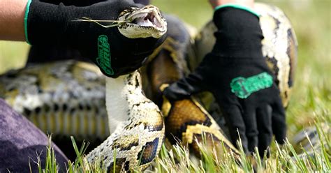 Now in its 11th year, Florida Python Challenge continues goal to stabilize Everglades ecosystem ...