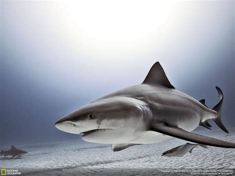 Bull Shark Wallpaper