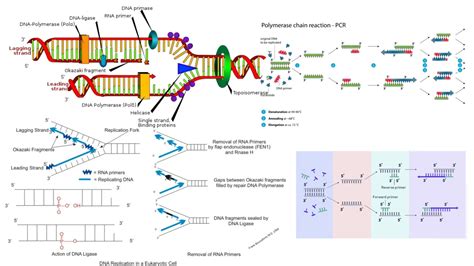 Transcription Rna Synthesis Definition Diagram Steps Inhibitors