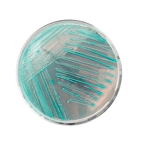 Mrsa CromogÊnico Laborclin Grupo Solabia