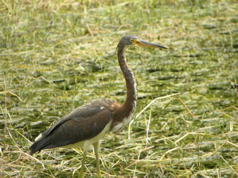 Tricolored Heron Project Noah