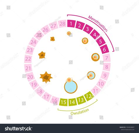 Girls Ovulation Cycle