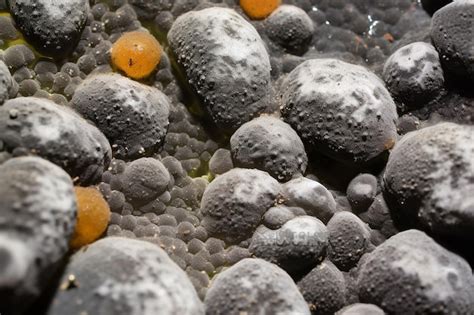 Premium Photo Extreme Closeup Of Mold Spores Colony