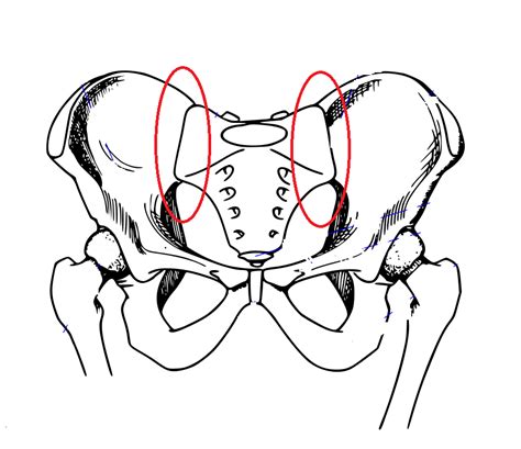 Joints And Ligamentous Connections Of The Pelvis Clinical Features