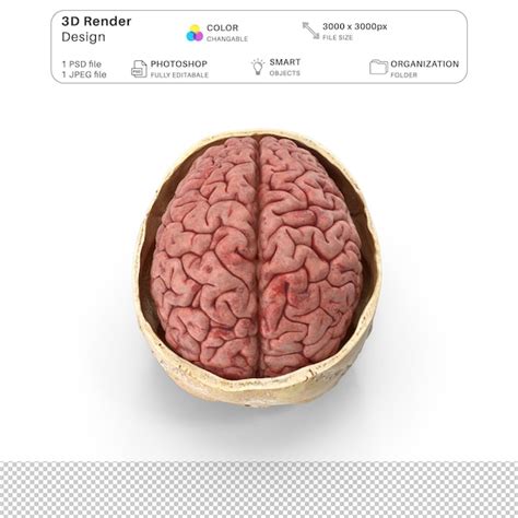 Premium Psd Human Skull Cranial Cut With Brain Inside 3d Modeling Psd File Realistic Human Anatomy