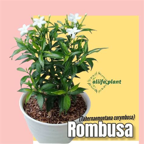 Jual Bunga Rombusa Rombusa Rombusa Shopee Indonesia