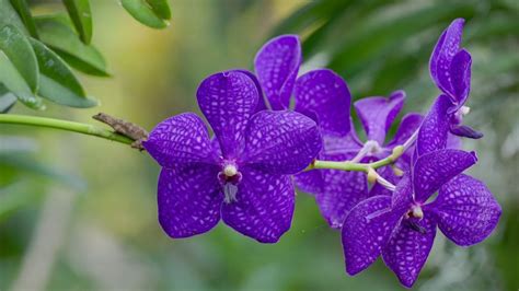 Cómo cuidar tu orquídea Vanda para que crezca feliz y florezca sin parar