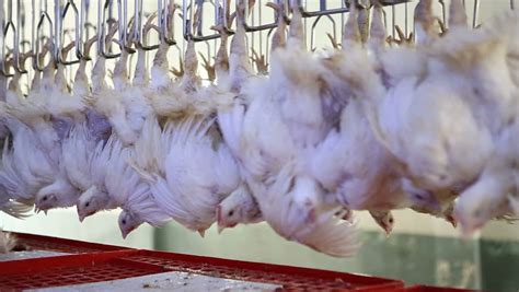 Chicken Processing Line Poultry Farm Chicken Stock Footage Video Royalty Free