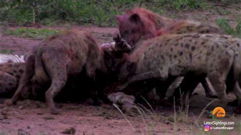 Hyenas Eating Zebra Alive While It Tries To Escape Youtube