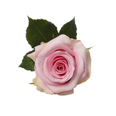 Rose Light Pink Jessika Lovingly Charlotte Flower Market