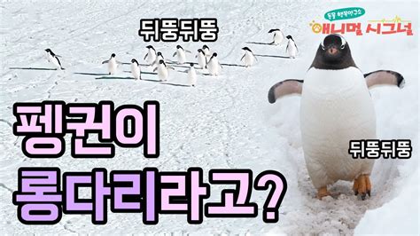 멋쟁이 턱시도 신사 🐧펭귄🐧 의 비밀 시크릿 주주 Ytn 사이언스 Youtube