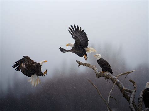 Bald Eagle Attacks A Swimming Deer