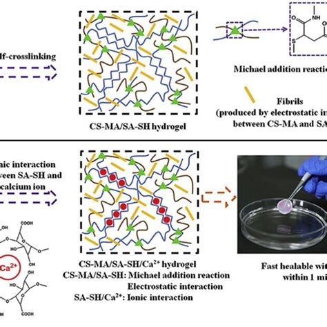 Schematic Of Interactions Involved And Photographs From The