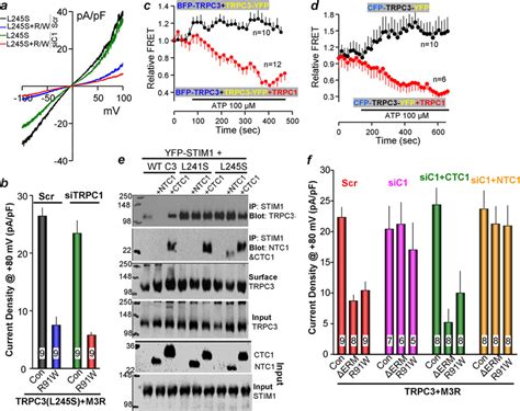 effect of trpc1 c terminal coiled coil domain on regulation of trpc3 by