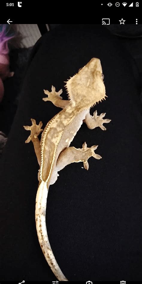 Odd Crestie Color Rcrestedgecko