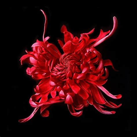 Red Spider Mum Stand Out With This Beautiful Deep Red Flower