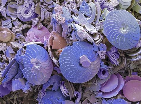 Coccoliths Sem Stock Image F045 4969 Science Photo Library