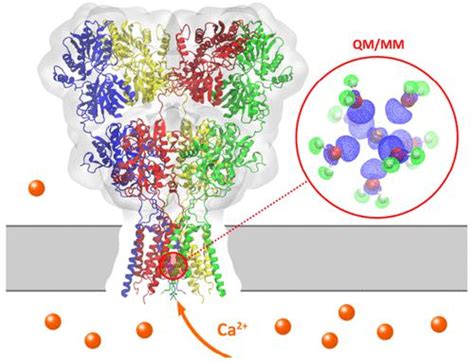 钙在谷氨酸受体离子通道中的渗透机制 Journal Of Chemical Information And Modeling X Mol