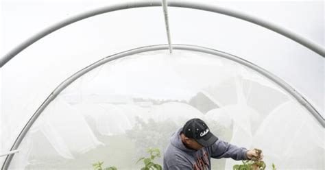To Fight Berry Busting Fruit Flies Researchers Focus On Sterilizing