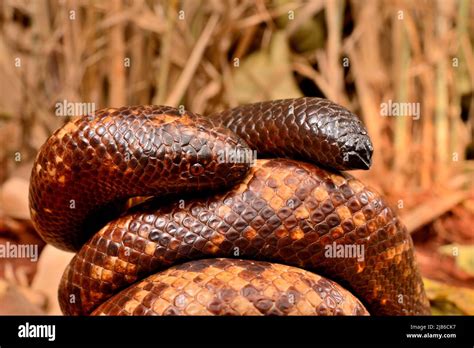 Calabar Ground Python African Burrowing Python Calabaria Reinhardtii