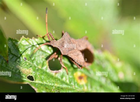 Coreidae Leaf Footed Bug Insects Macro Photography Kilkenny