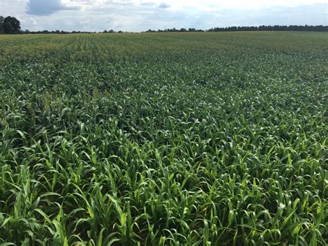 Grain Sorghum Heading Scout For Midge Wilcox County Ag
