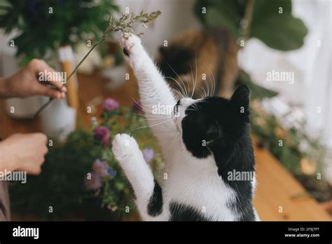 Cute Cat Playing With Herb With Woman While Arranging Flowers On Rustic