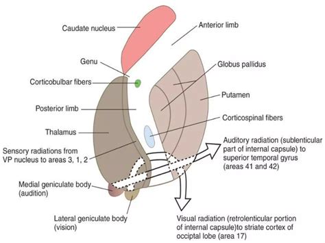 Stroke Localization Pptx