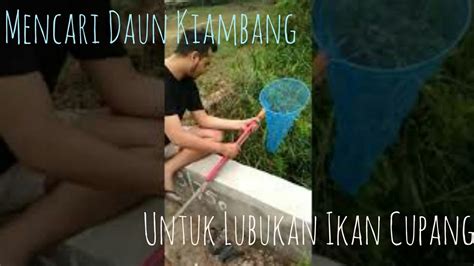 Mencari Daun Kiambang Untuk Lubukan Ikan Cupang YouTube