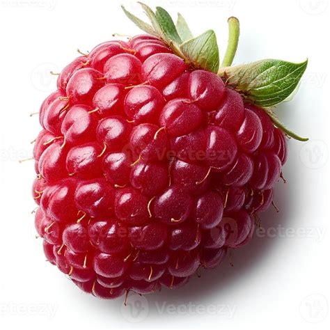 Raspberry Sprouts Isolated On White Background With Shadow Red Berry Fruit Raspberries Isolated