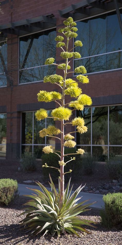 Pin By Marcy Hamilton On Cactus And Succulent Gardens Desert Plants