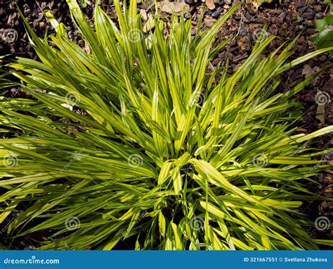 Hakonechloa Macra Or Hakone Grass Or Japanese Forest Grass Plants