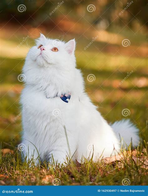 Beautiful Turkish Angora Cat Stock Image Image Of Fluffy Breed