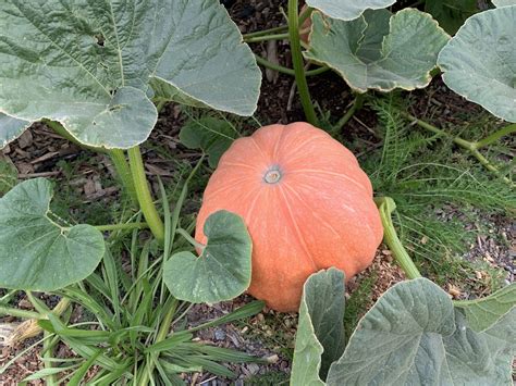 Pumpkin Berkeley Food Institute
