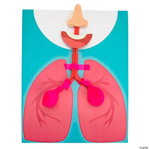 Stem Lung Model Kit Makes 10