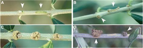 Efficacy Of Copper And New Bactericides For Managing Olive Knot In
