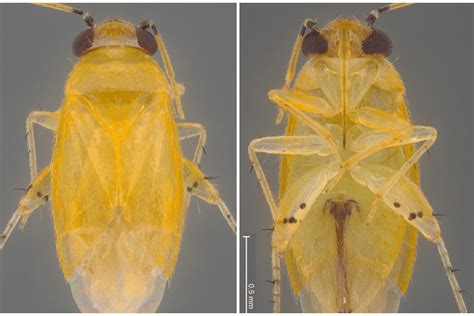 New Species Of Bug Discovered Named After Singapore Hardwarezone Forums