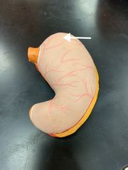 BIOL 2710 Lab Exam Unit Four DIGESTIVE SYSTEM Quizlet