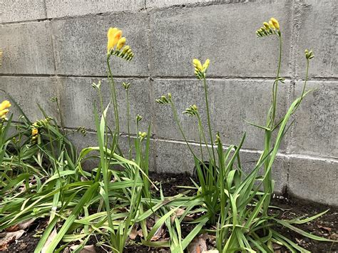 なぜか倒れたまま 舌がんサバイバーのなんでもありあり