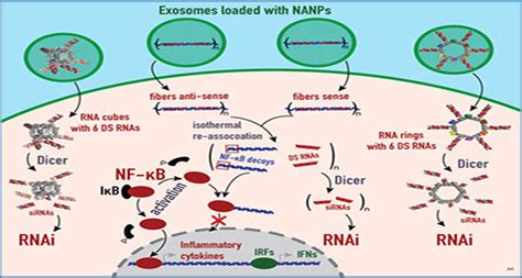 Exosome Mediated Delivery Of Functional Nucleic Acid Nanoparticles