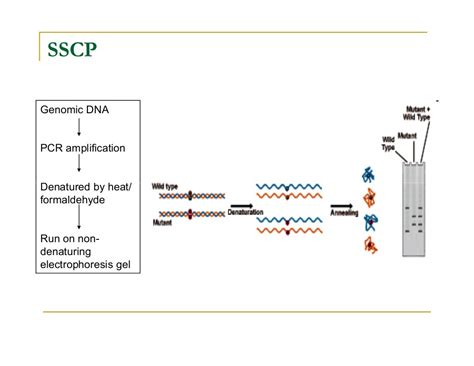 Snp Genotyping Technologies
