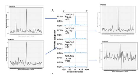 Analysing Inhibitory Codon Pairs Icp For New Species · Issue 468 · Ribovizriboviz · Github