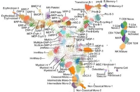 详细人类血液干细胞图谱出炉