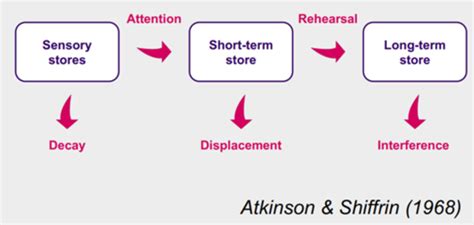 Cognitive Research Week 2 Working Memory Flashcards Quizlet
