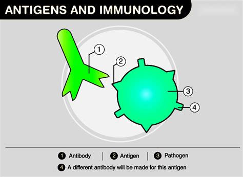 Examples Of Antigens At James Byers Blog