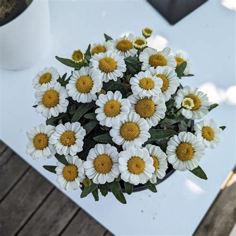 Leucanthemum Sweet Daisy Shelly Shasta Daisy Sugar Creek Gardens